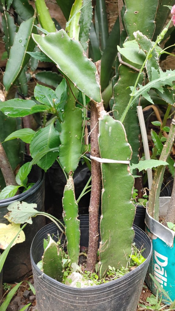 Muda de Pitaya fruta roxa e fruta branca – GCRs Araçá e Alecrim