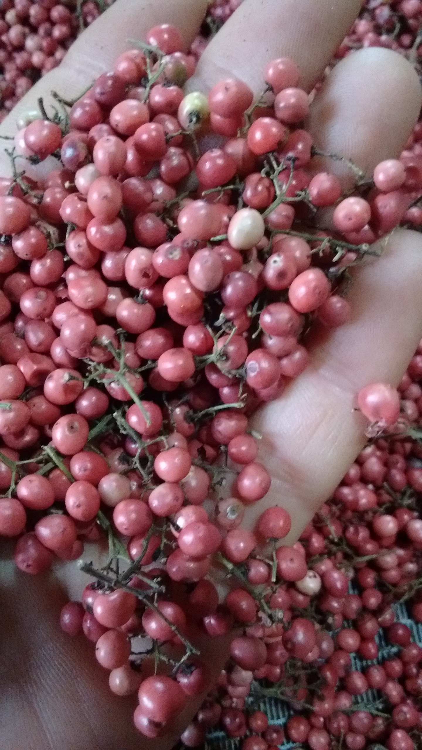 Pimenta Rosa seca pacote ziploc – GCRs Araçá e Alecrim