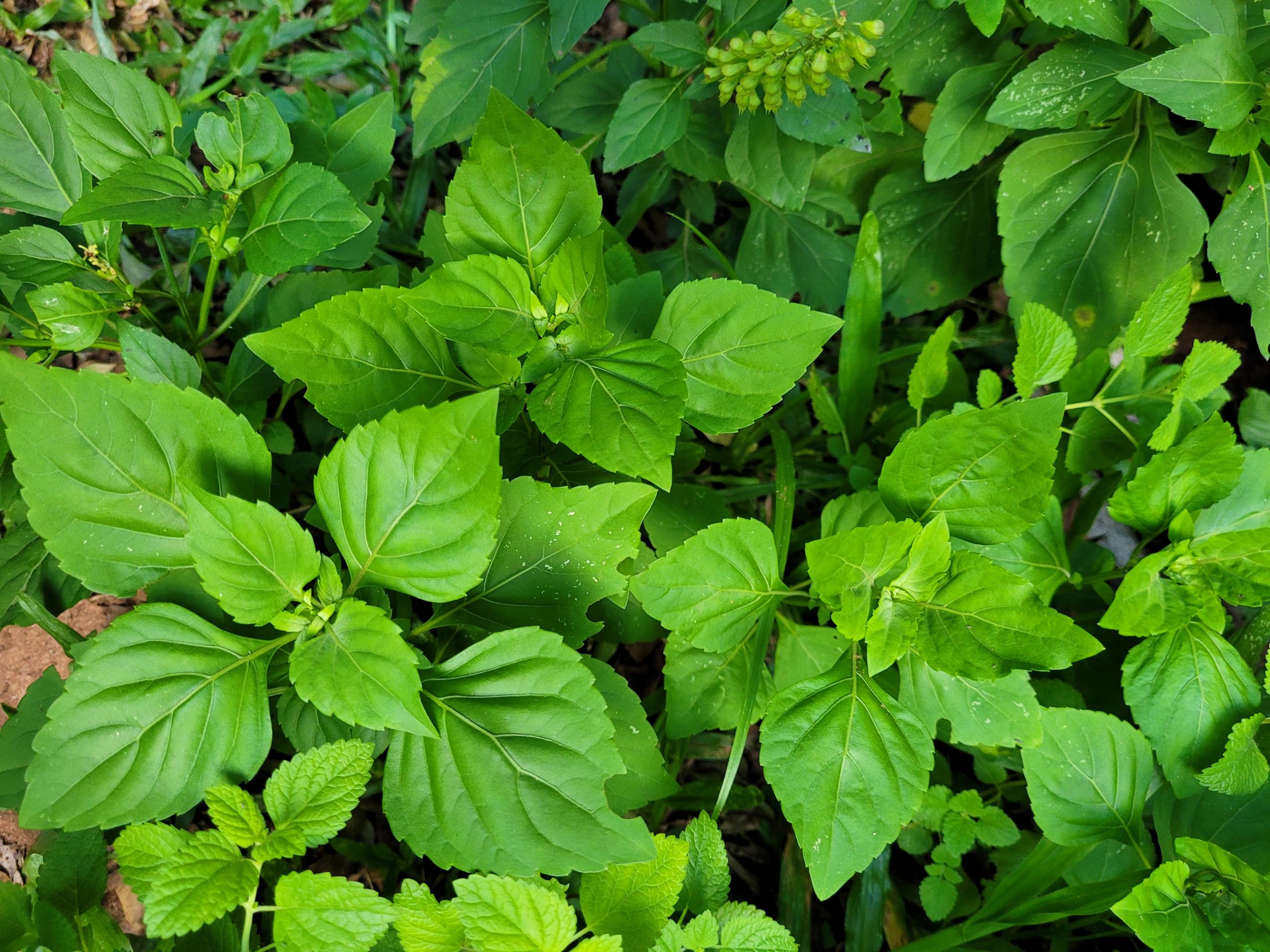 Alfavaca Anisada (Alfavaca de Cheiro) fresca, em maço – Grupo Araçá de ...